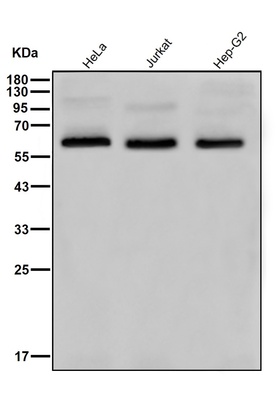 HRP-Goat Anti-rabbit Secondary Antibody - 一品众合官网