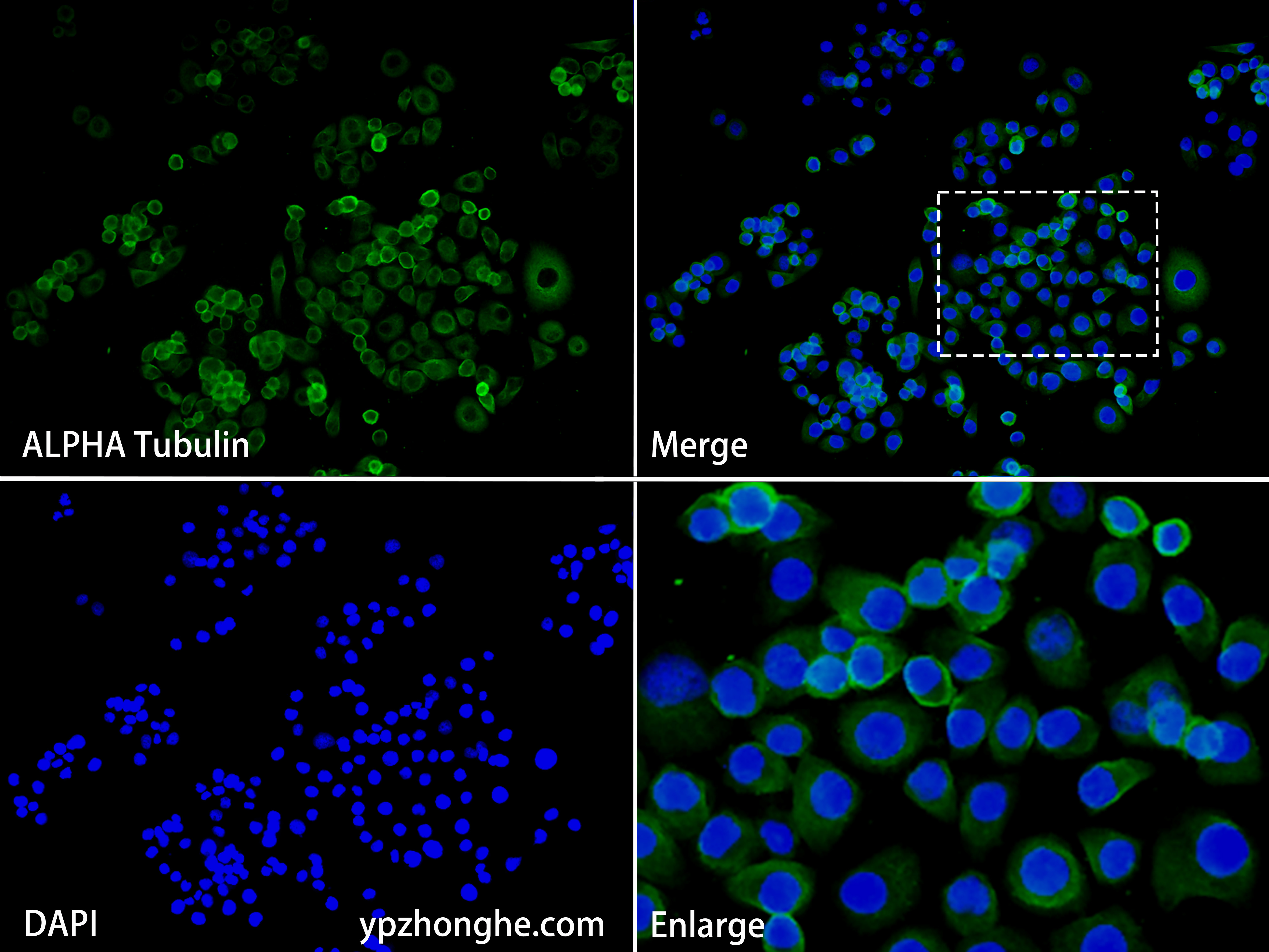 α-Tubulin Recombinant Rabbit Monoclonal Antibody - 一品众合官网