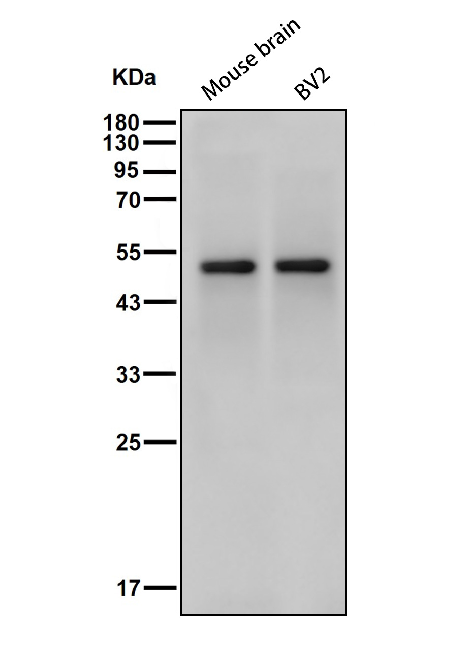 Recombinant GFAP Mouse Monoclonal Antibody - 一品众合官网