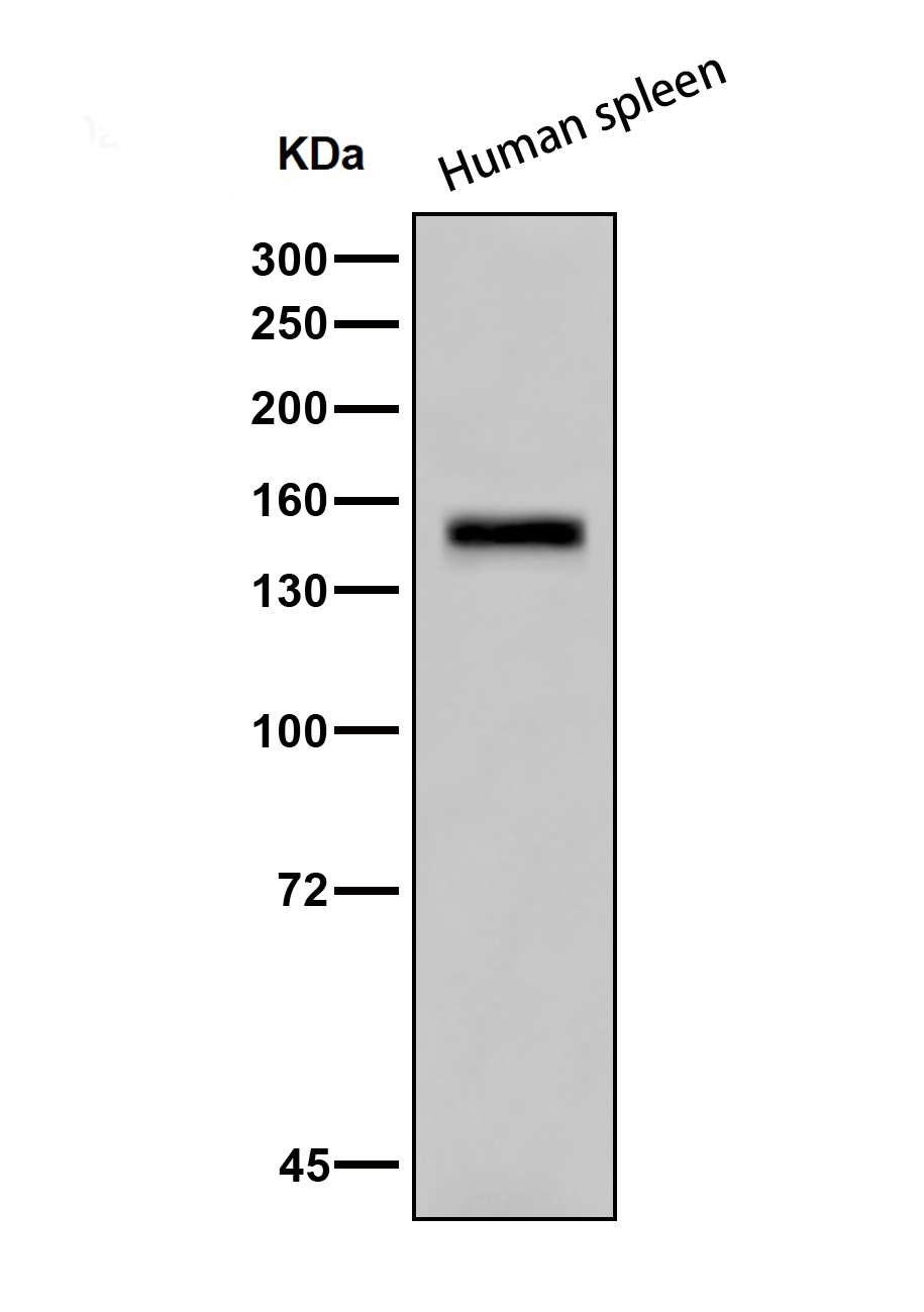 CD11c Mouse Monoclonal antibody - 一品众合官网