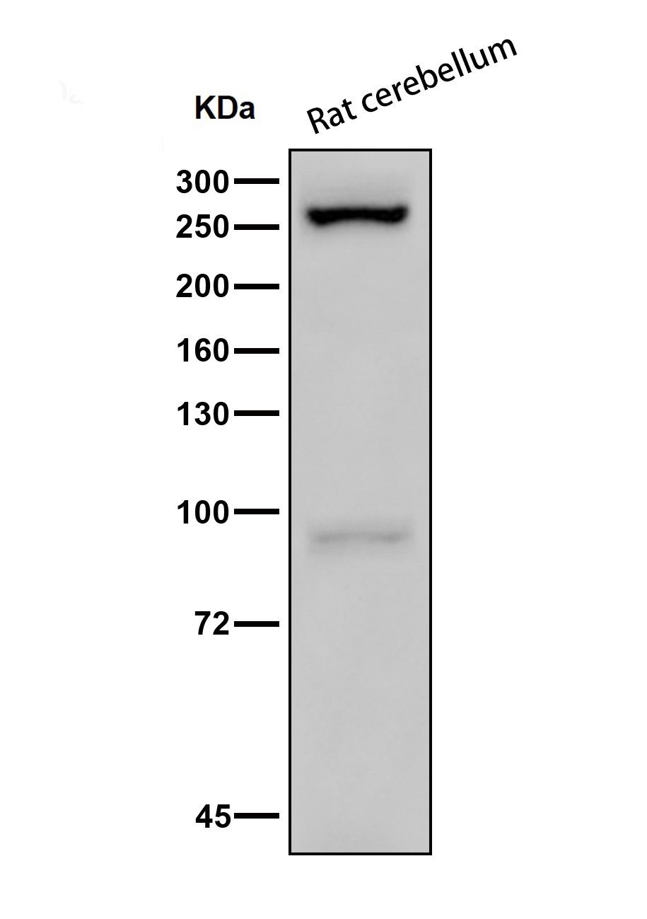 TNC/Tenascin-C Mouse Monoclonal antibody - 一品众合官网