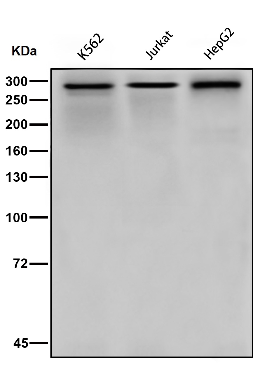 Recombinant mTOR Rabbit Monoclonal antibody - 一品众合官网