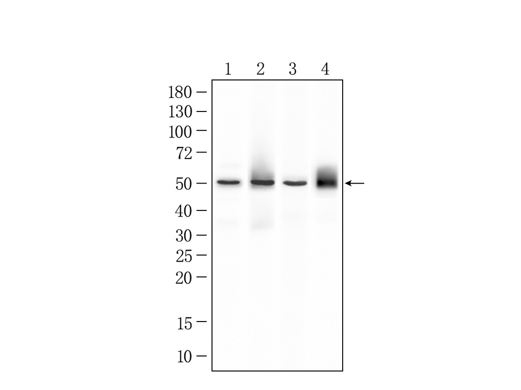 CD90 Recombinant Rabbit Monoclonal Antibody - 一品众合官网