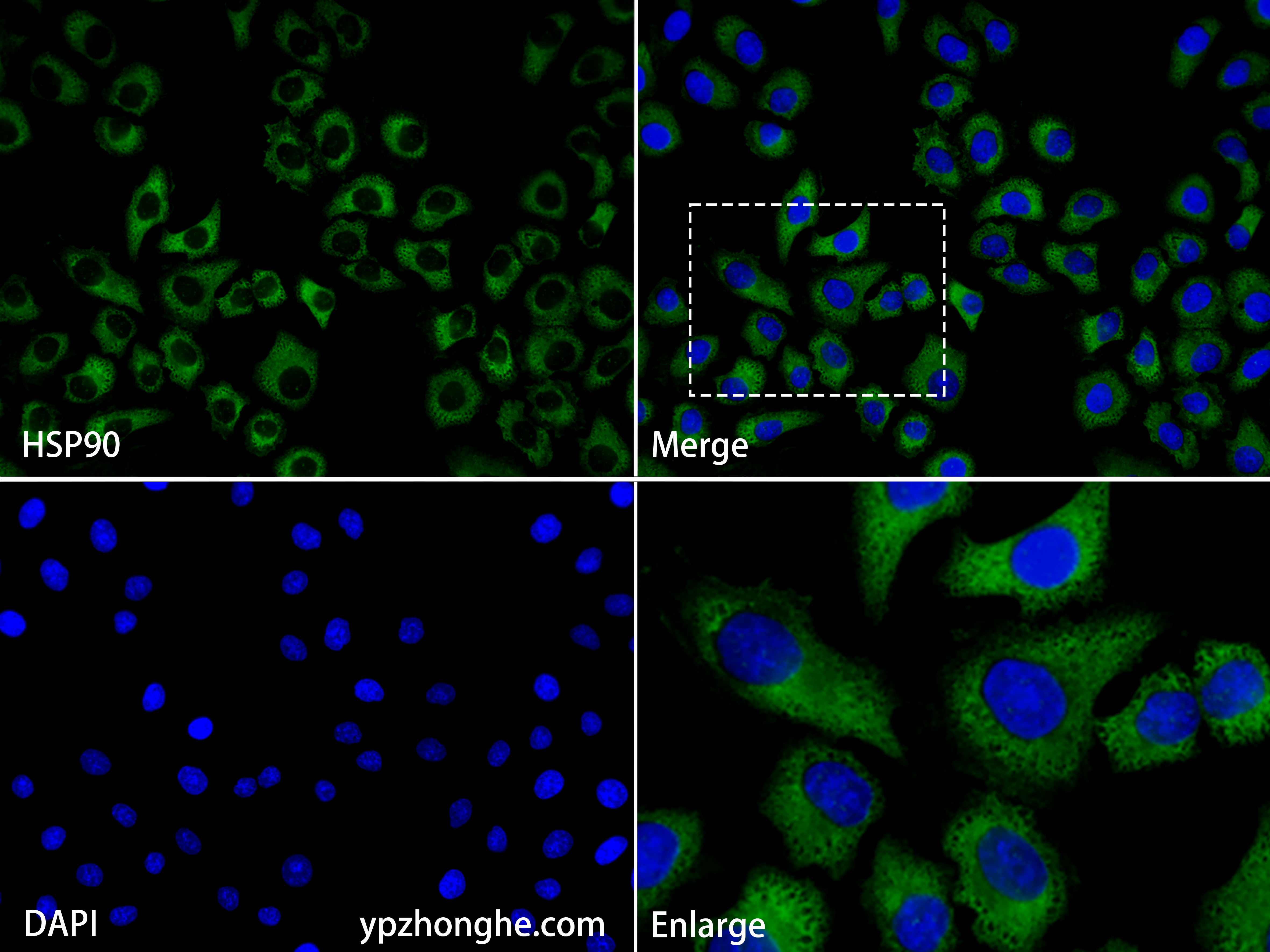Recombinant HSP90 Rabbit Monoclonal Antibody - 一品众合官网