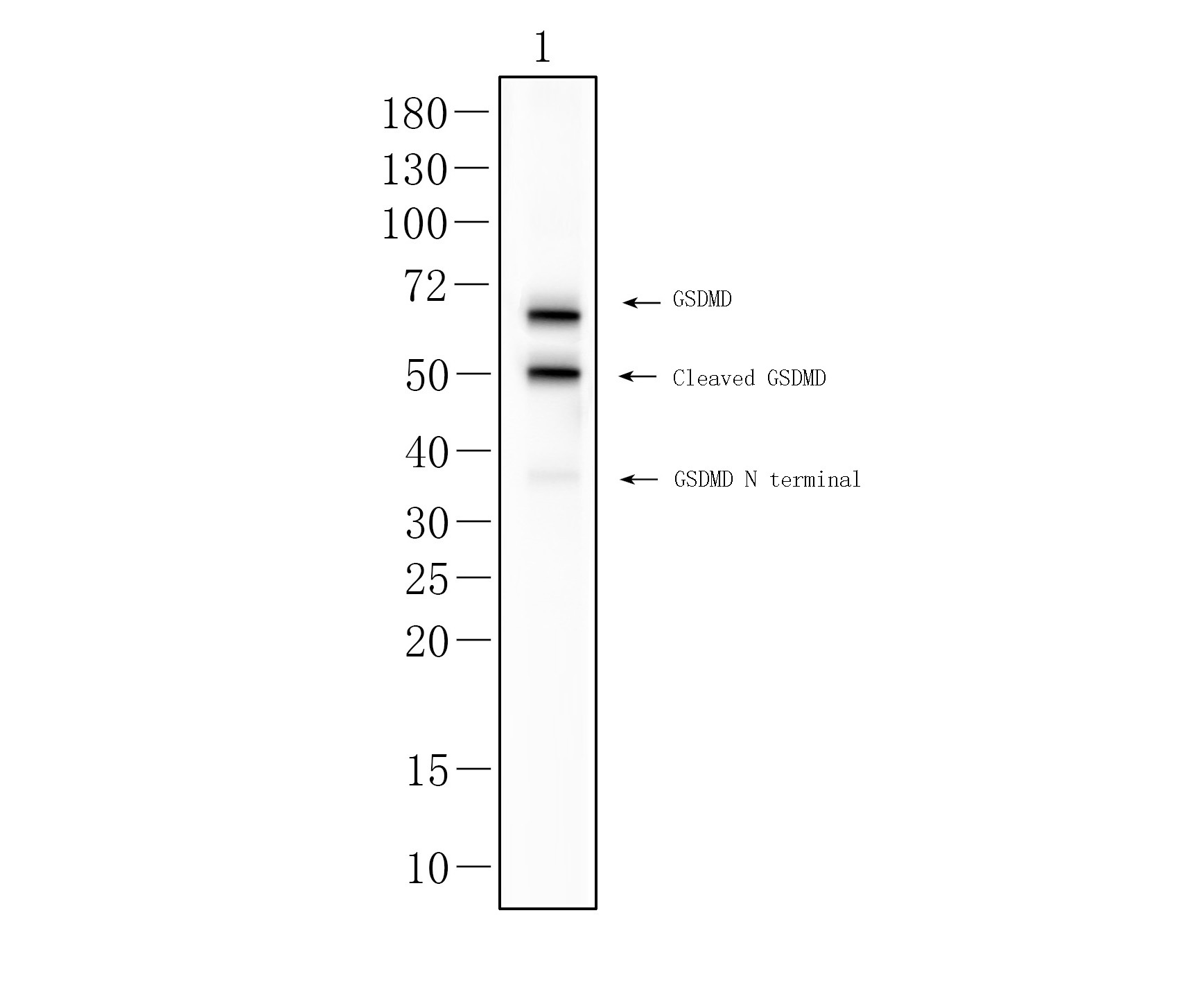 Recombinant GSDMD N-terminal/Overall length Rabbit Monoclonal Antibody ...