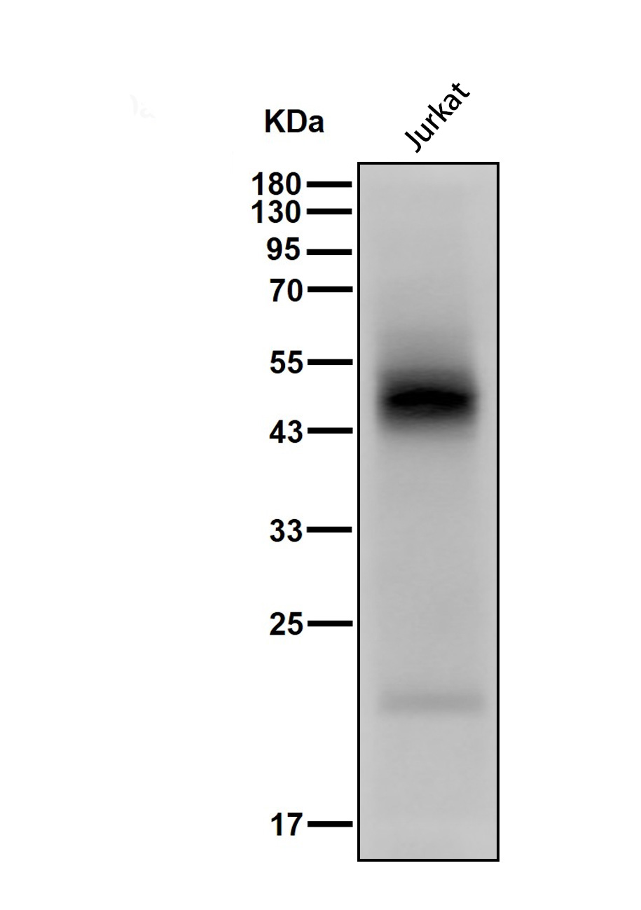 Recombinant CD28 Rabbit Monoclonal Antibody - 一品众合官网