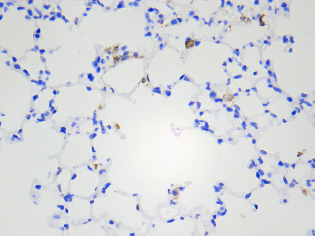Recombinant CD11C Rabbit Monoclonal Antibody - 一品众合官网