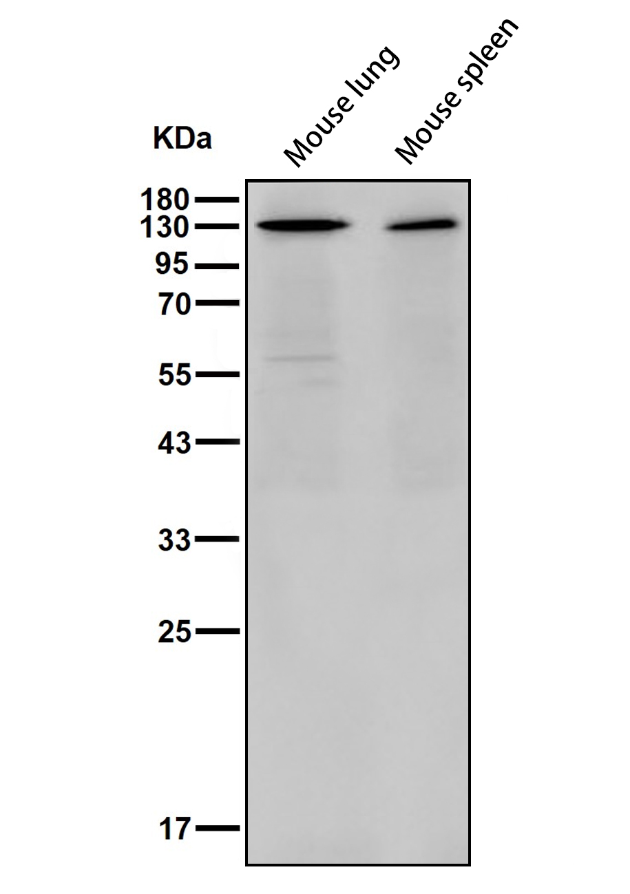 Recombinant CD11C Rabbit Monoclonal Antibody - 一品众合官网
