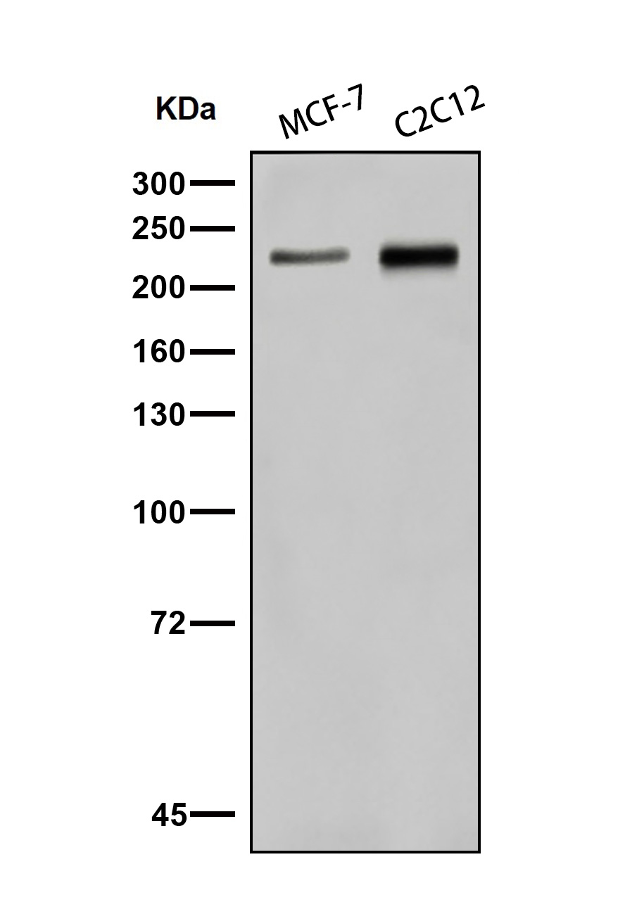 Recombinant ZO-1 Rabbit Monoclonal Antibody - 一品众合官网