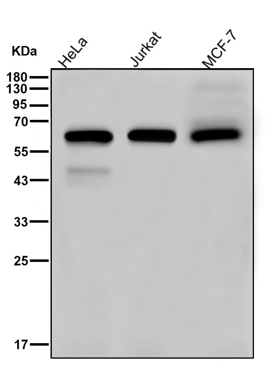 Recombinant DRP 2 Rabbit Monoclonal Antibody - 一品众合官网