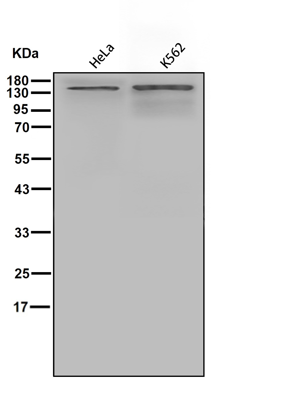 Recombinant Collagen III alpha 1 Rabbit Monoclonal Antibody - 一品众合官网