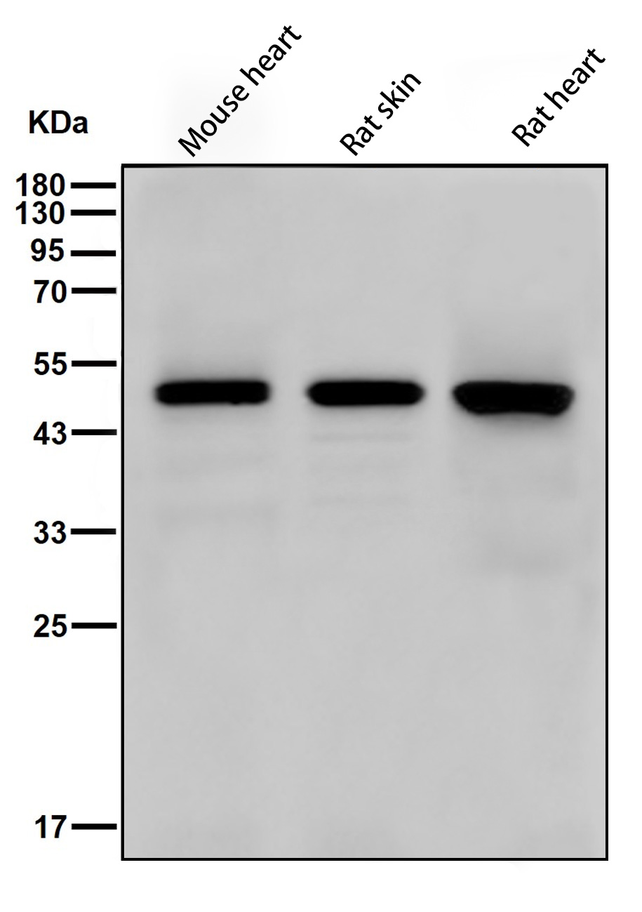 Recombinant TEAD1 Rabbit Monoclonal Antibody - 一品众合官网