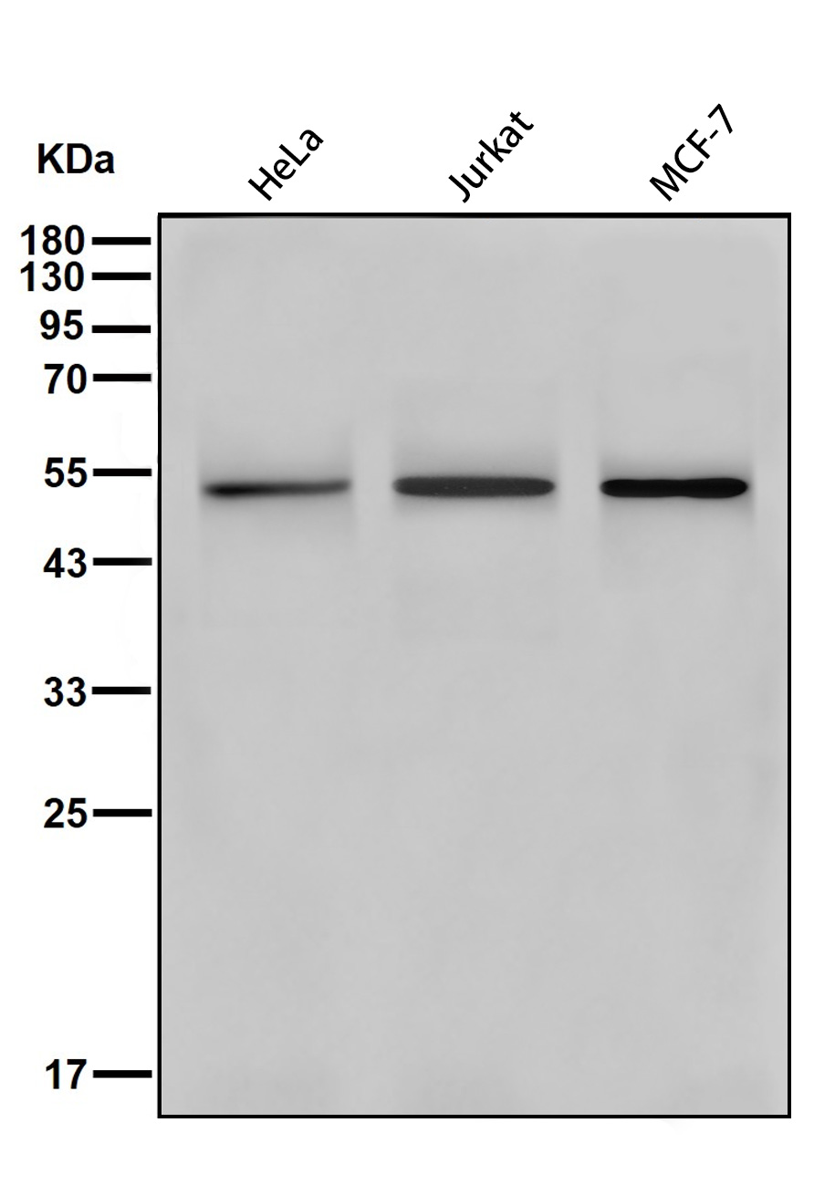 Recombinant IRF6 Rabbit Monoclonal Antibody - 一品众合官网