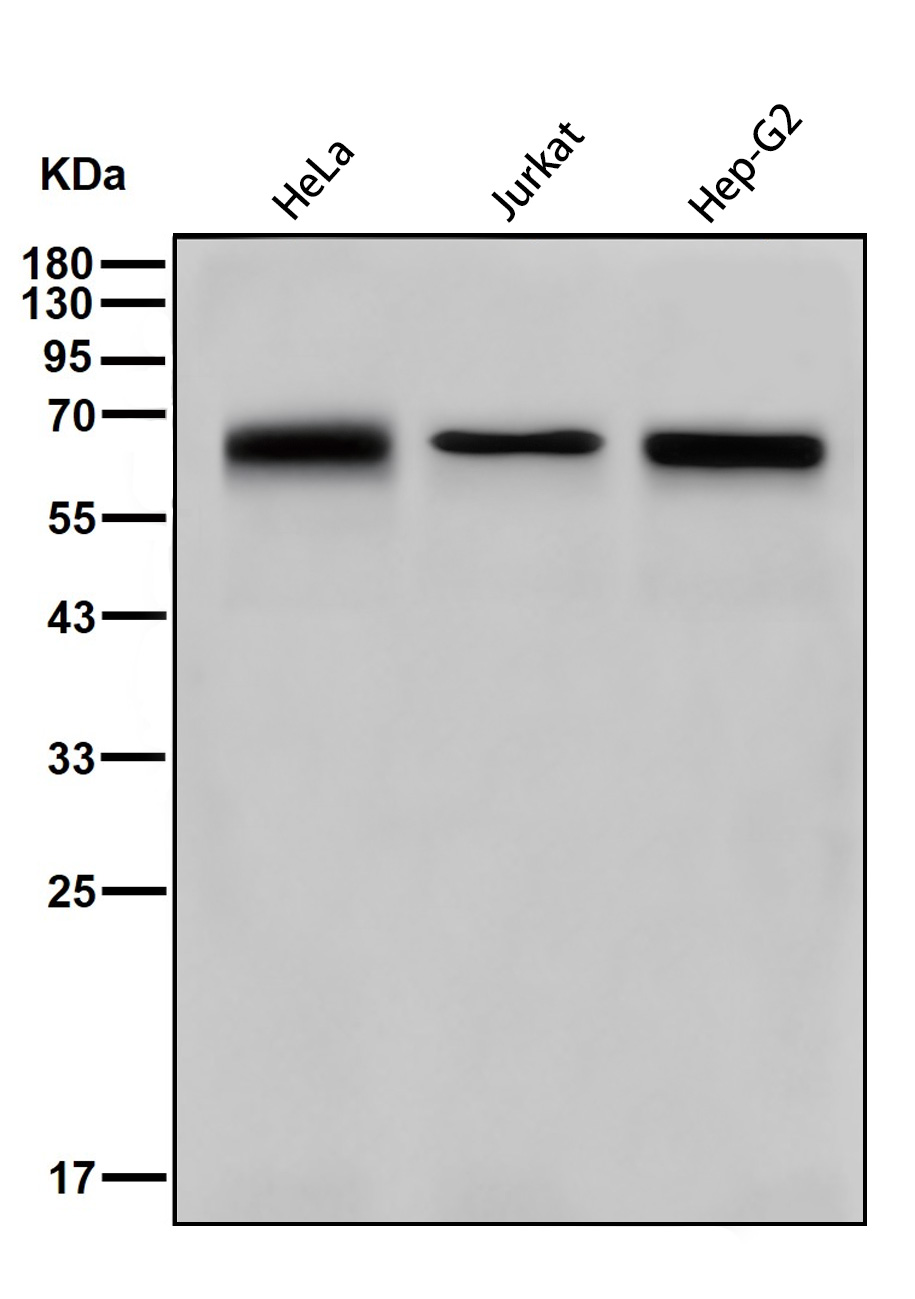 Recombinant G3BP1 Rabbit Monoclonal Antibody - 一品众合官网