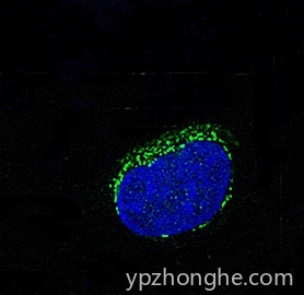 Recombinant CD34 Rabbit Monoclonal Antibody - 一品众合官网