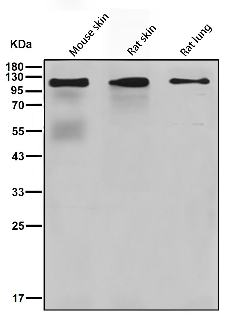 Recombinant CD34 Rabbit Monoclonal Antibody - 一品众合官网