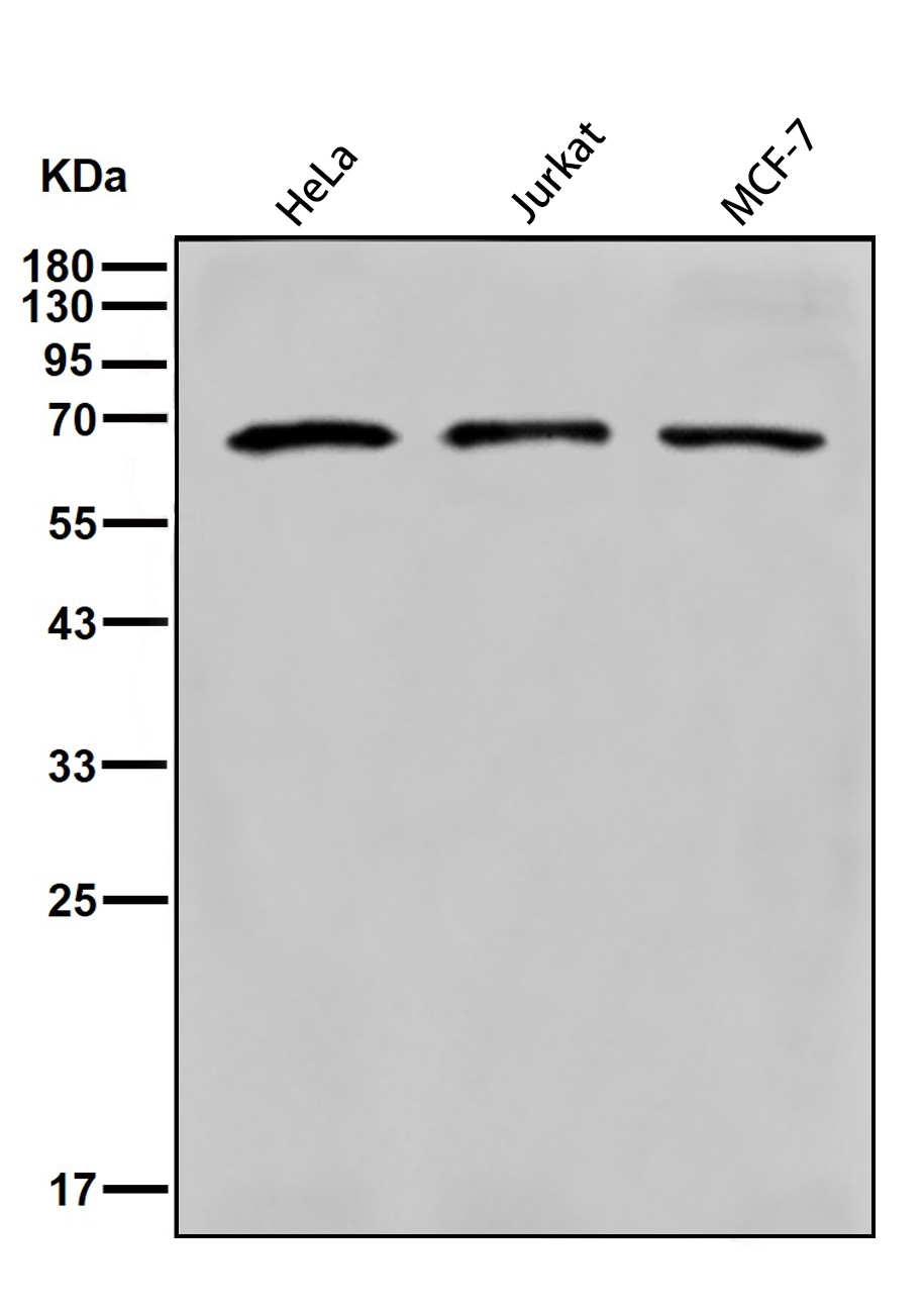 Recombinant IMP 3 Rabbit Monoclonal Antibody - 一品众合官网