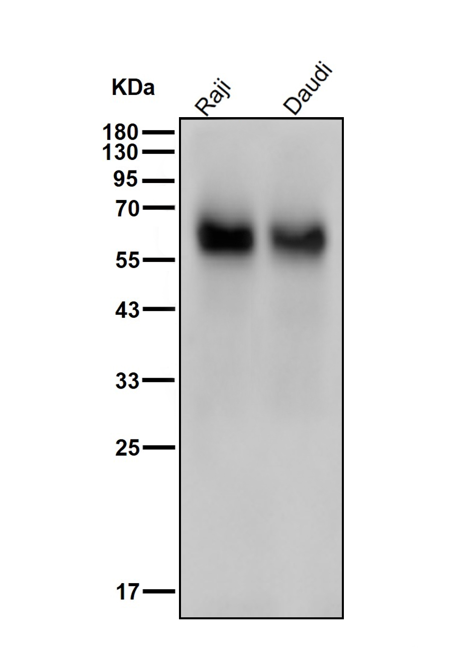 Recombinant CD80 Rabbit Monoclonal antibody - 一品众合官网