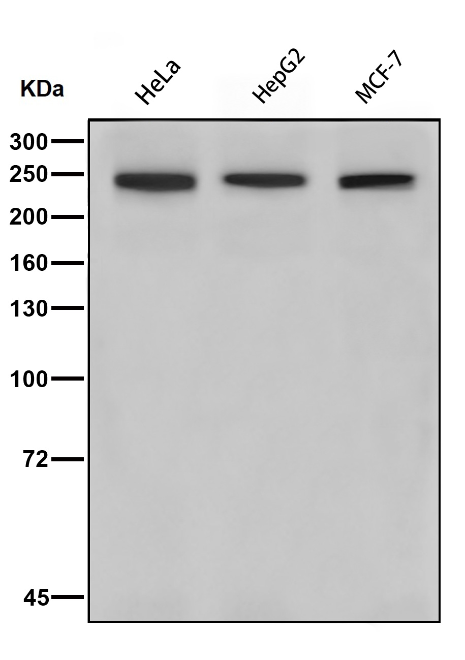 Recombinant ZO-1 Rabbit Monoclonal antibody - 一品众合官网