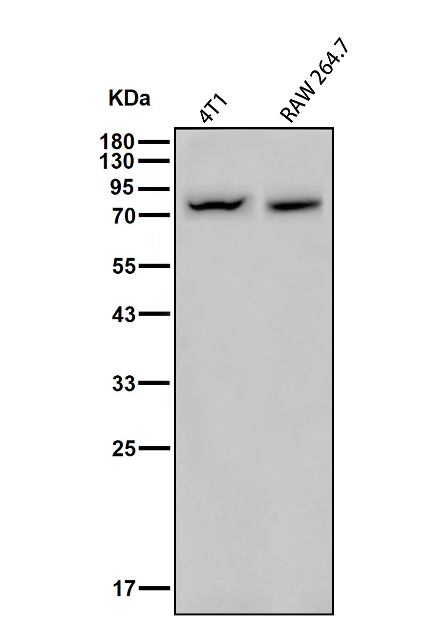 Recombinant TBK1 Rabbit Monoclonal antibody - 一品众合官网